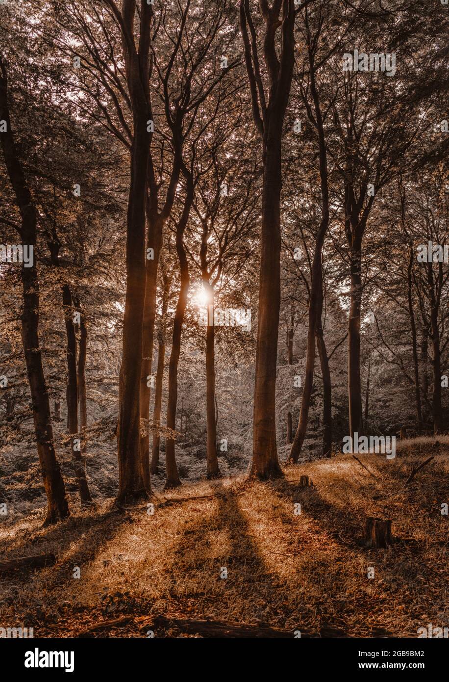 Light behind trees hi-res stock photography and images - Alamy