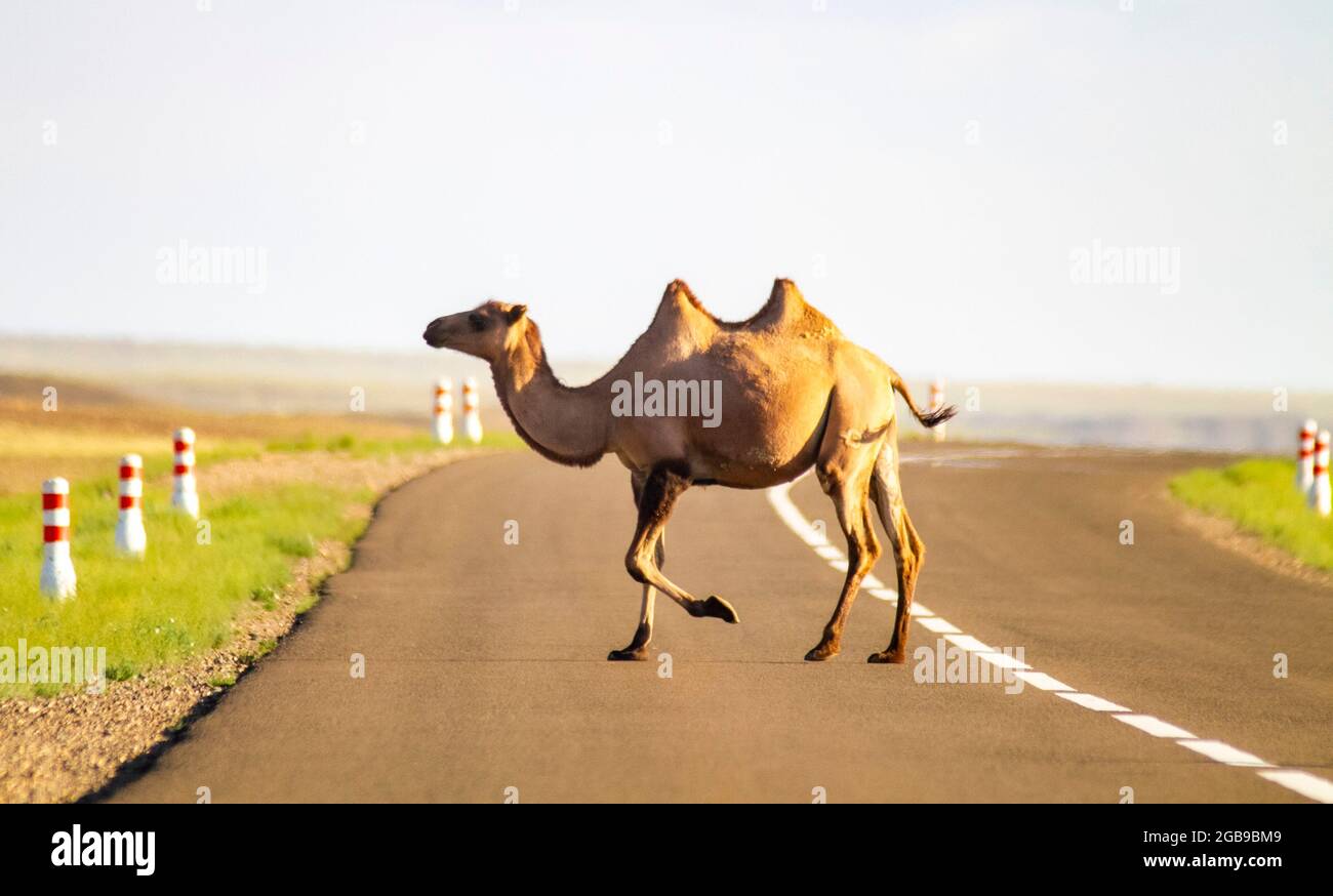 Nice camel in meadow grass Mongolia Stock Photo - Alamy
