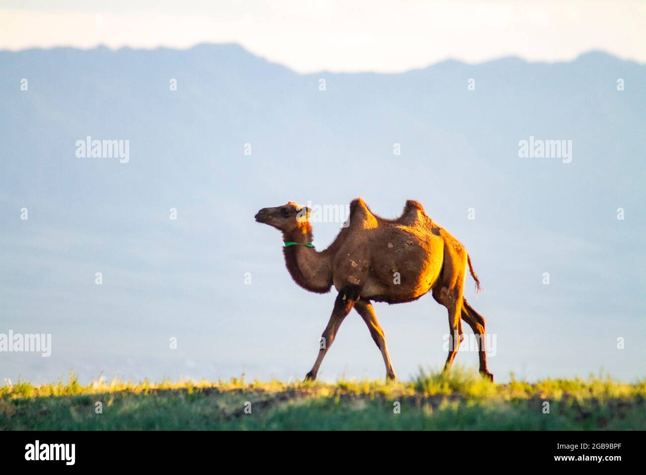 Nice camel in meadow grass Mongolia Stock Photo - Alamy