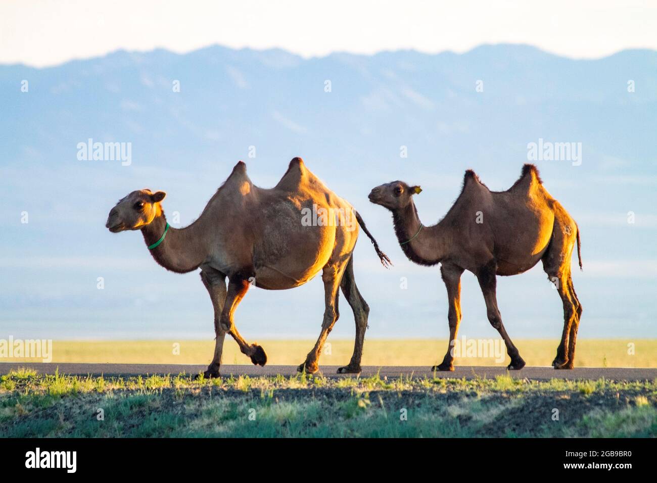 Nice camel in meadow grass Mongolia Stock Photo - Alamy