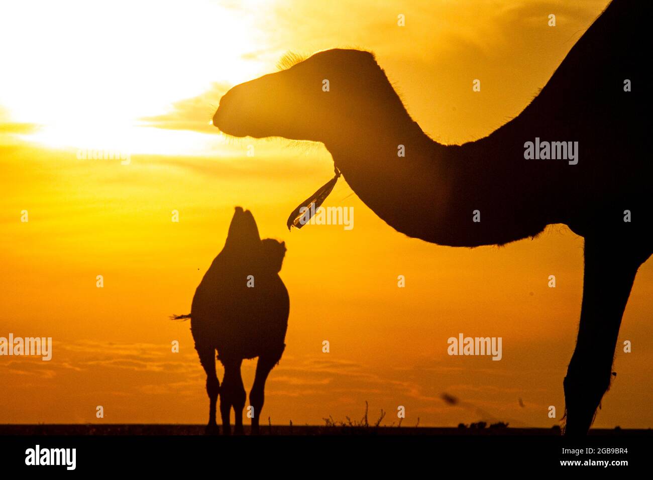 Nice camel in meadow grass Mongolia Stock Photo - Alamy