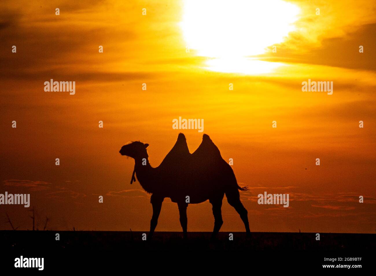 Nice camel in meadow grass Mongolia Stock Photo - Alamy