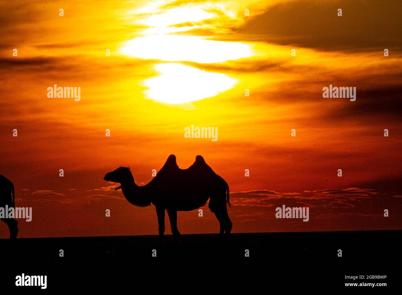 Nice camel in meadow grass Mongolia Stock Photo - Alamy