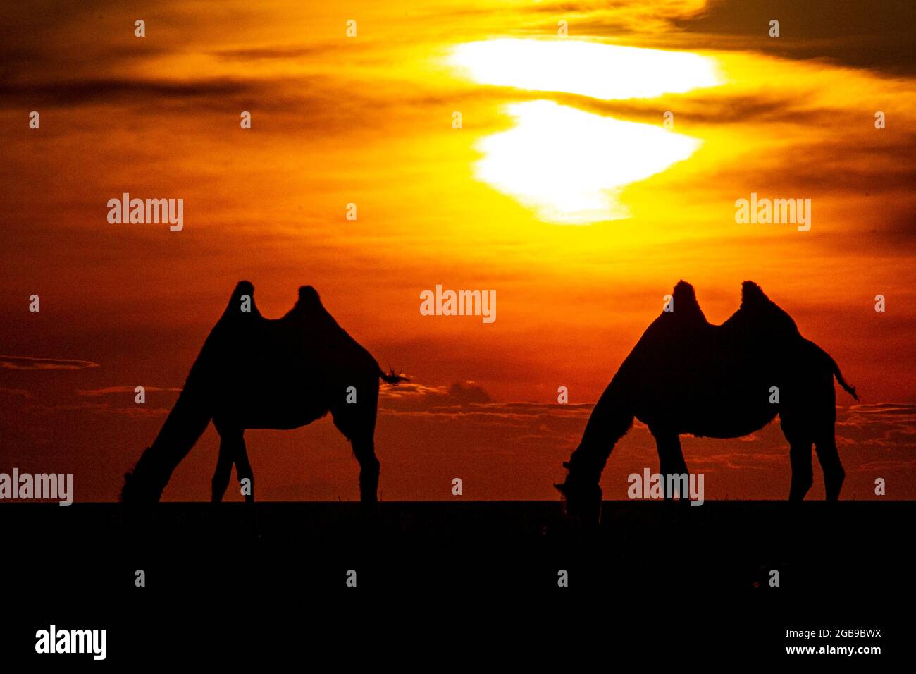 Nice camel in meadow grass Mongolia Stock Photo - Alamy