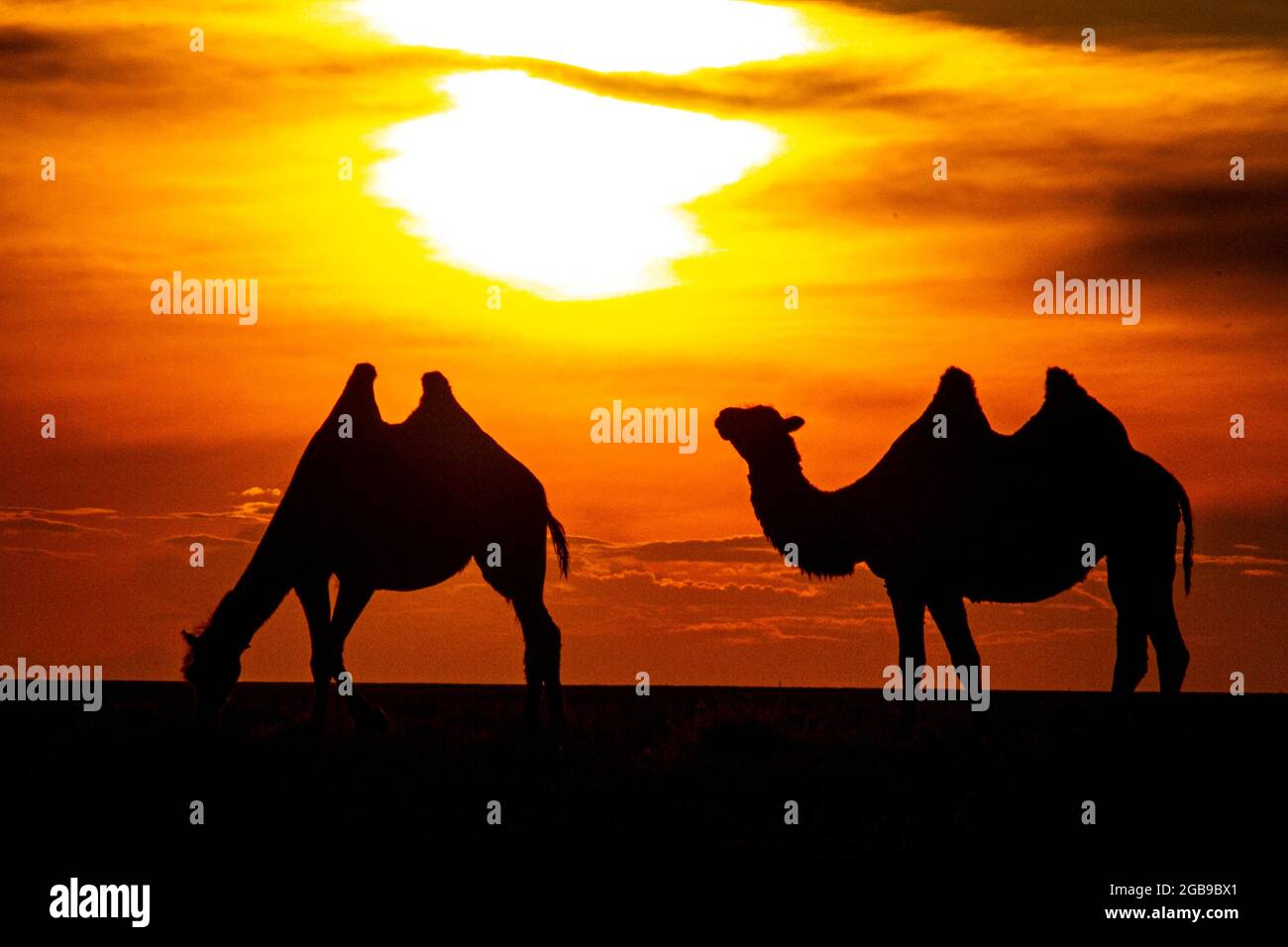 Nice camel in meadow grass Mongolia Stock Photo - Alamy