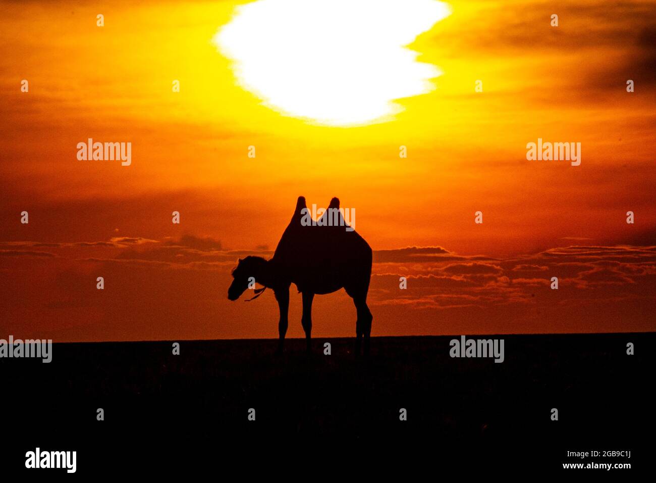 Nice camel in meadow grass Mongolia Stock Photo - Alamy