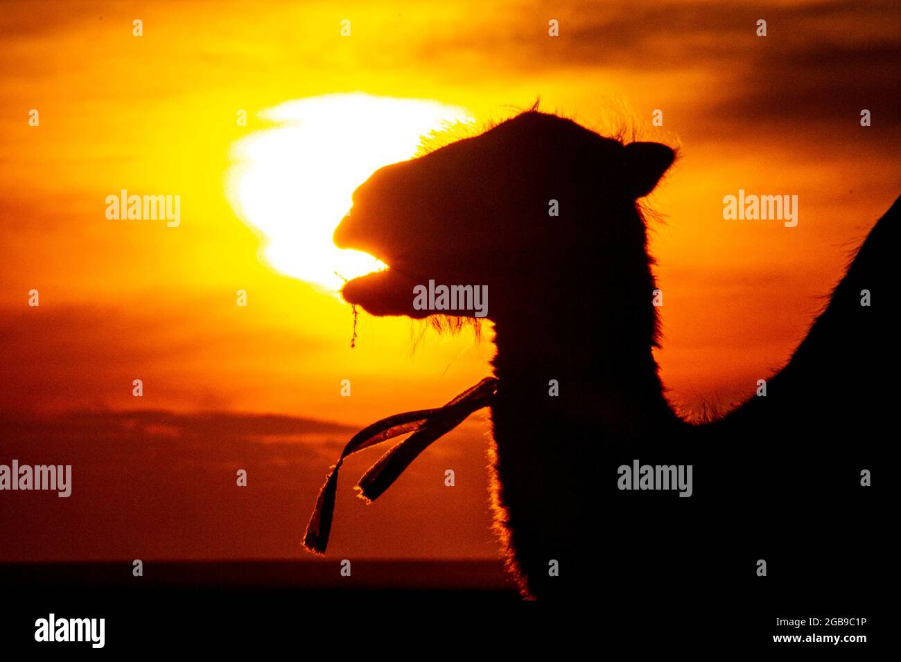 Nice camel in meadow grass Mongolia Stock Photo - Alamy