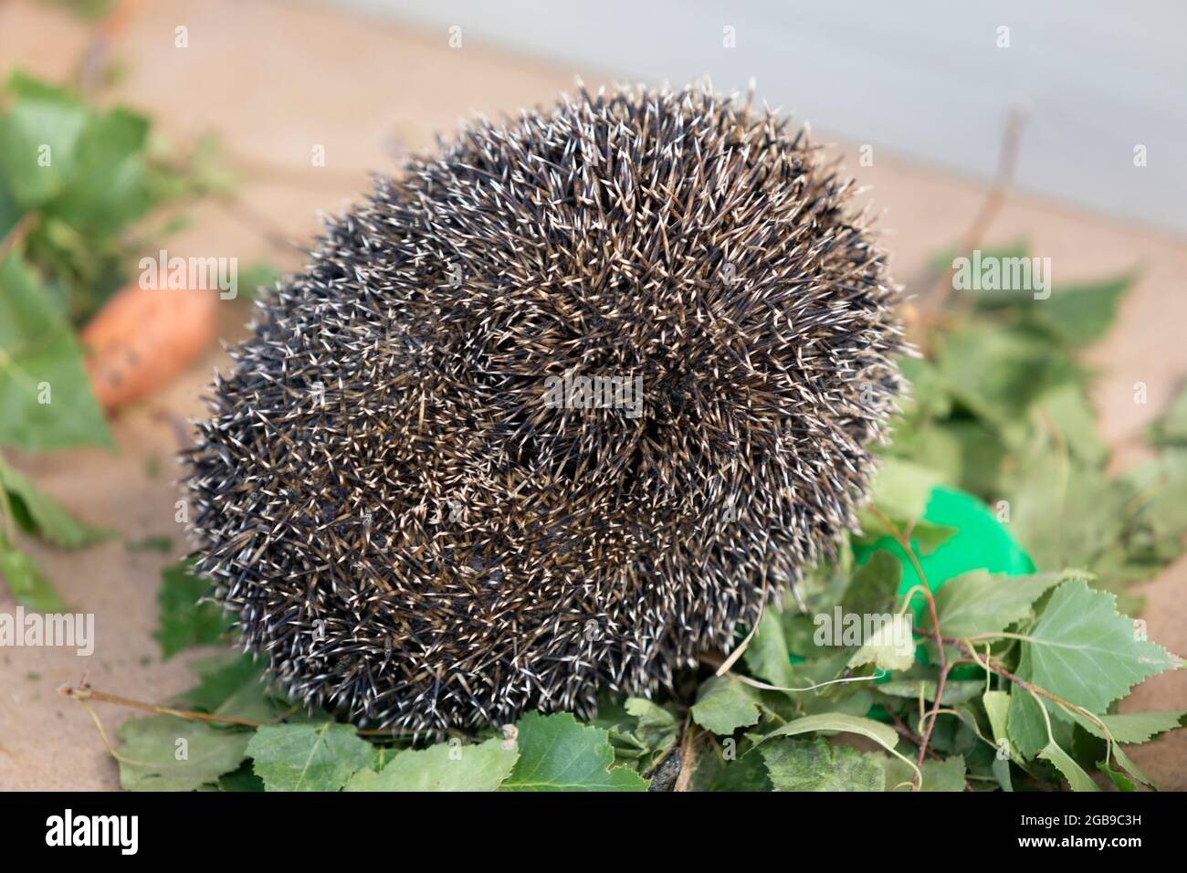 Close-up view of hedgehog ball defending himself Stock Photo - Alamy
