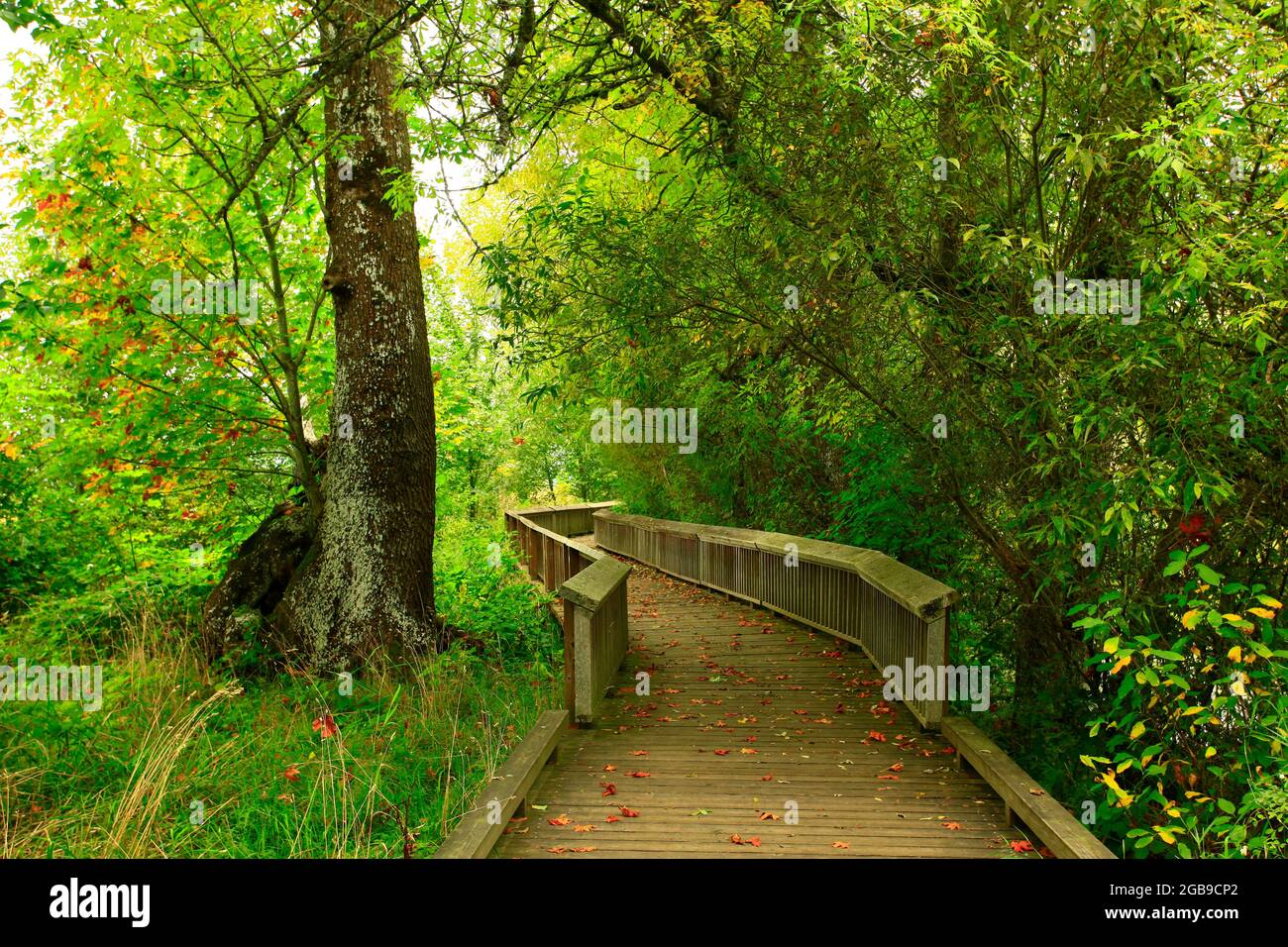 a picture of an Pacific Northwest forest trail Stock Photo - Alamy