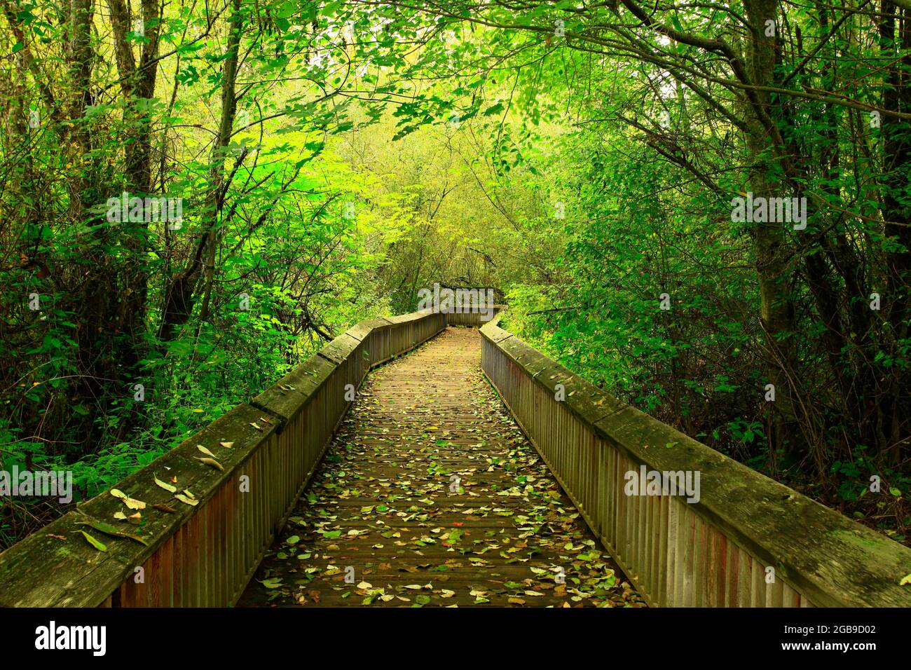 a picture of an Pacific Northwest forest path Stock Photo - Alamy