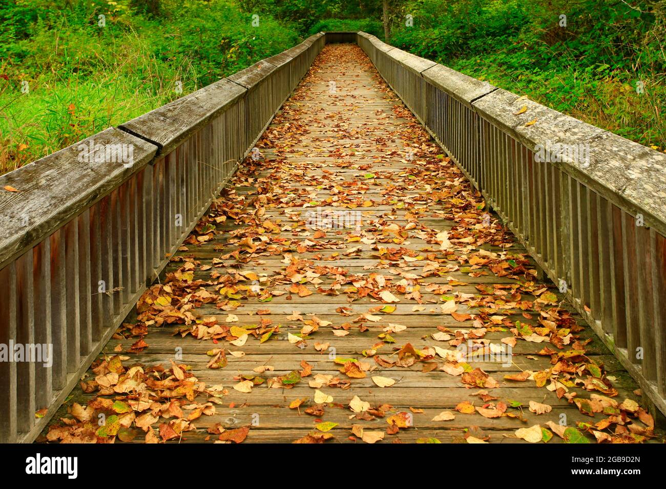 a picture of an Pacific Northwest forest path Stock Photo - Alamy