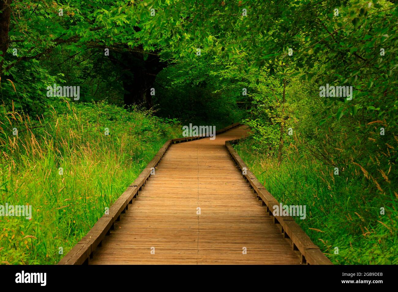 a picture of an Pacific Northwest forest path Stock Photo - Alamy