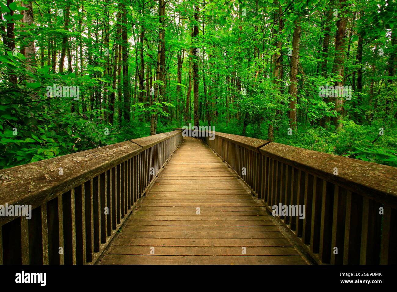 a picture of an Pacific Northwest forest path Stock Photo - Alamy