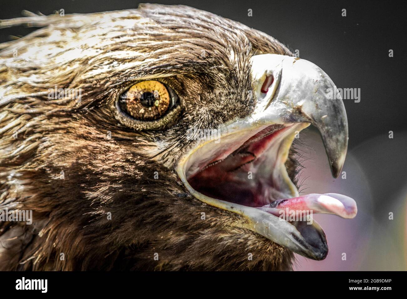 Grass land eagle hi-res stock photography and images - Alamy