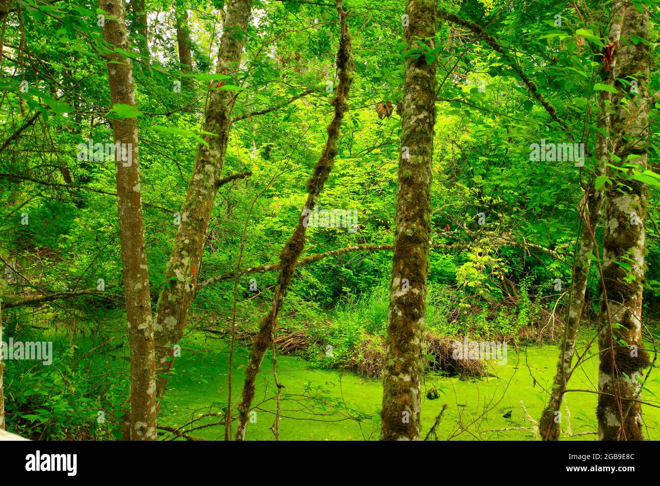 a exterior picture of an Pacific Northwest forest and wetlands with Red ...
