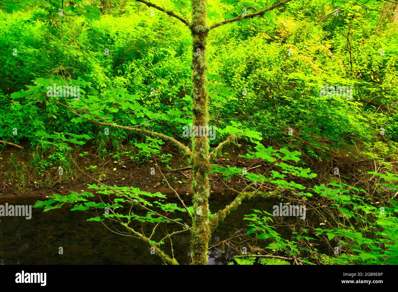 a exterior picture of an Pacific Northwest forest and wetlands with Red ...