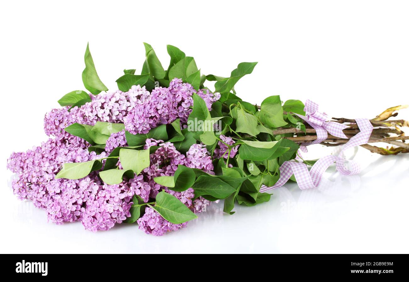 beautiful lilac flowers isolated on white Stock Photo - Alamy