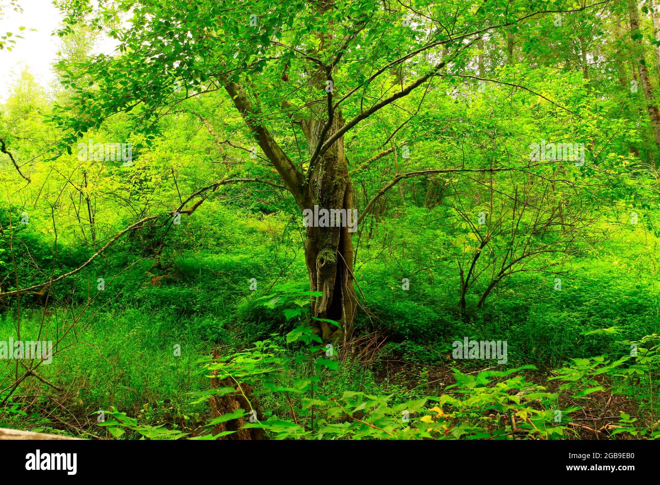 a exterior picture of an Pacific Northwest wetlands and Red willow ...