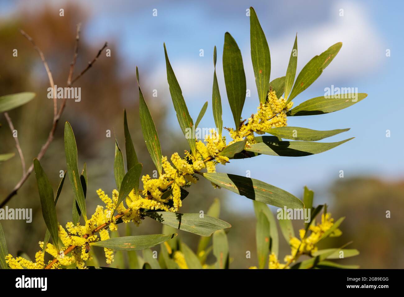 Wattle or Acacia tree in flower Stock Photo - Alamy