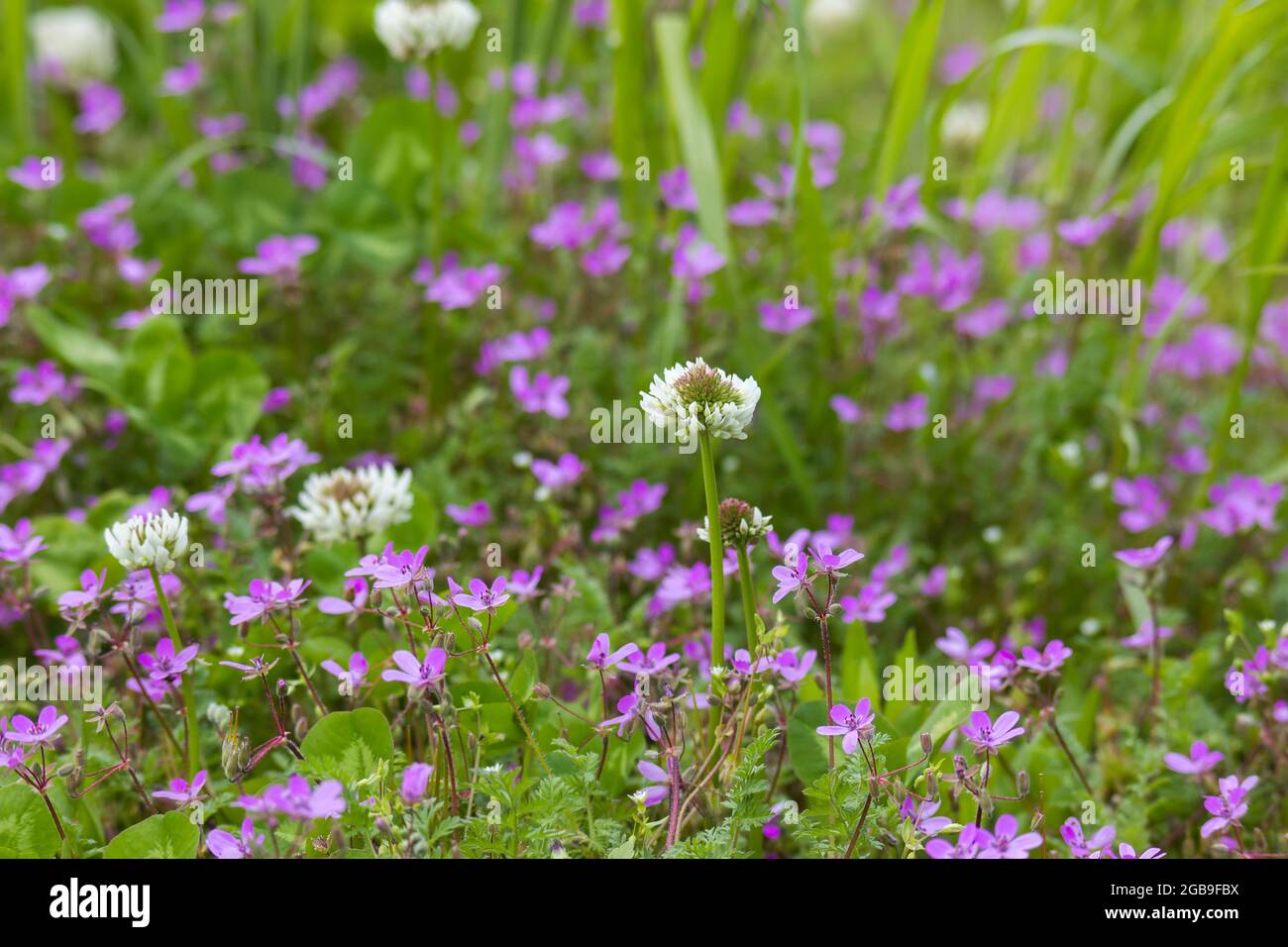 Lovely abstract background with violet flowers. Soft focus photo Stock ...