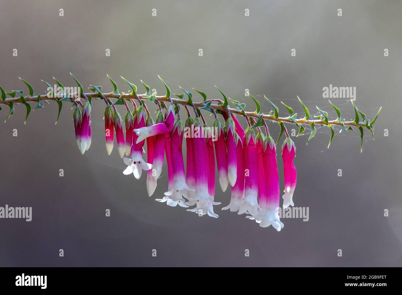 Epacris hi-res stock photography and images - Alamy