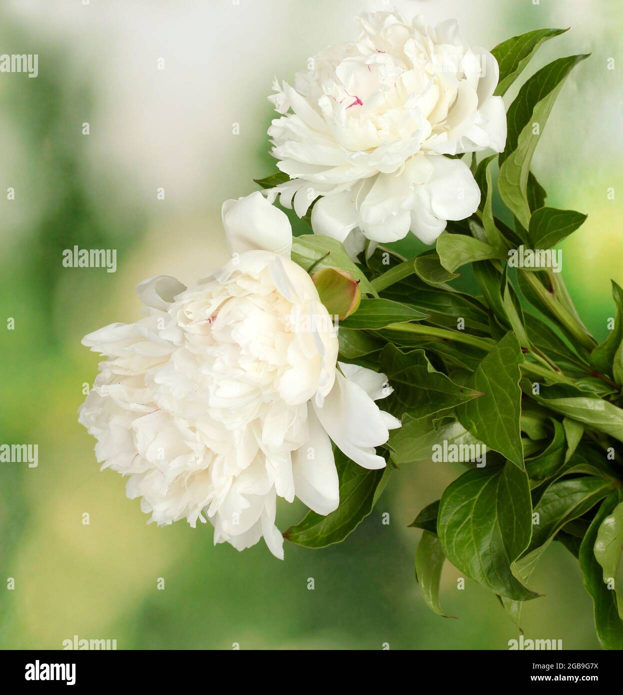 beautiful white peonies on green background Stock Photo - Alamy