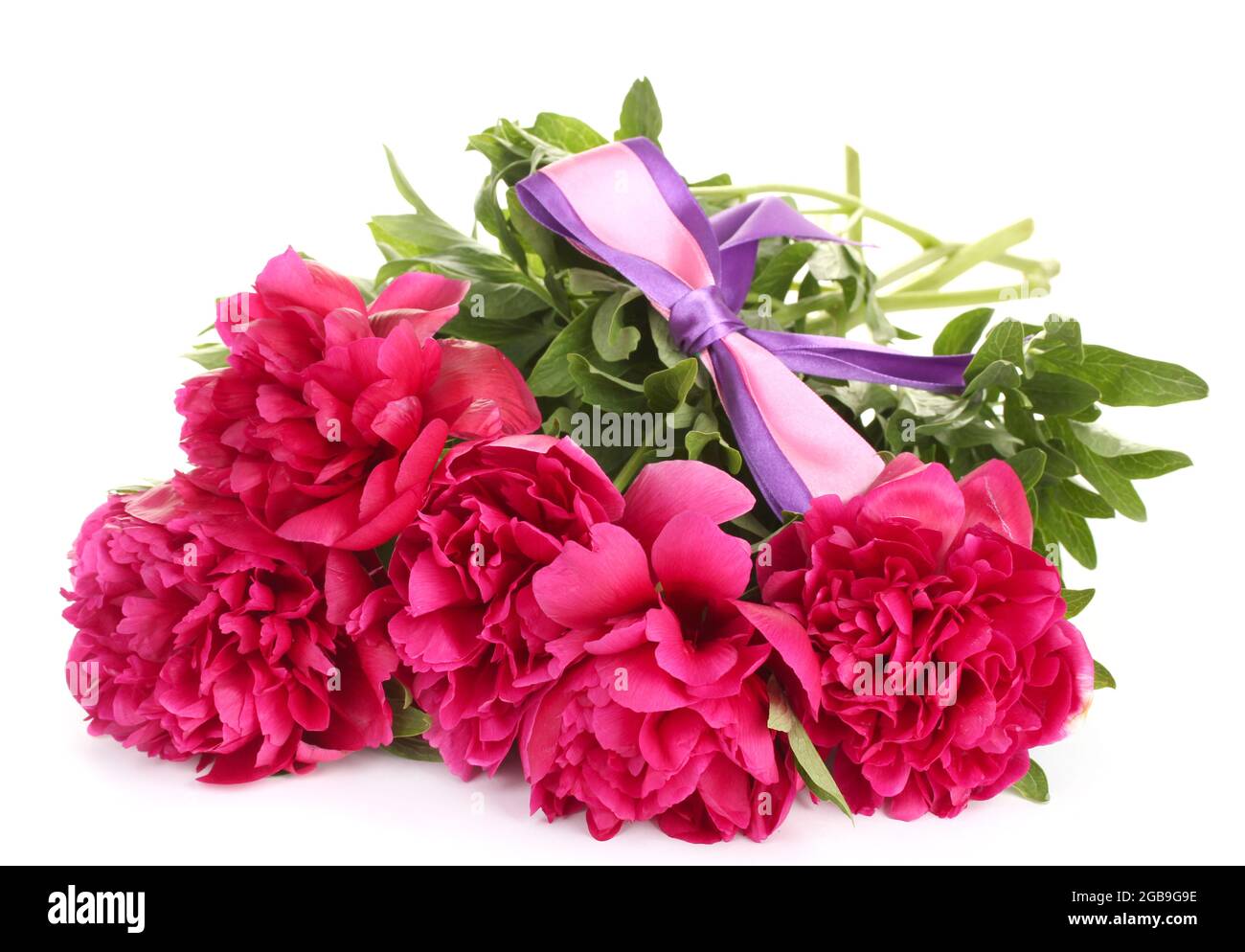 beautiful pink peonies with bow isolated on white Stock Photo - Alamy