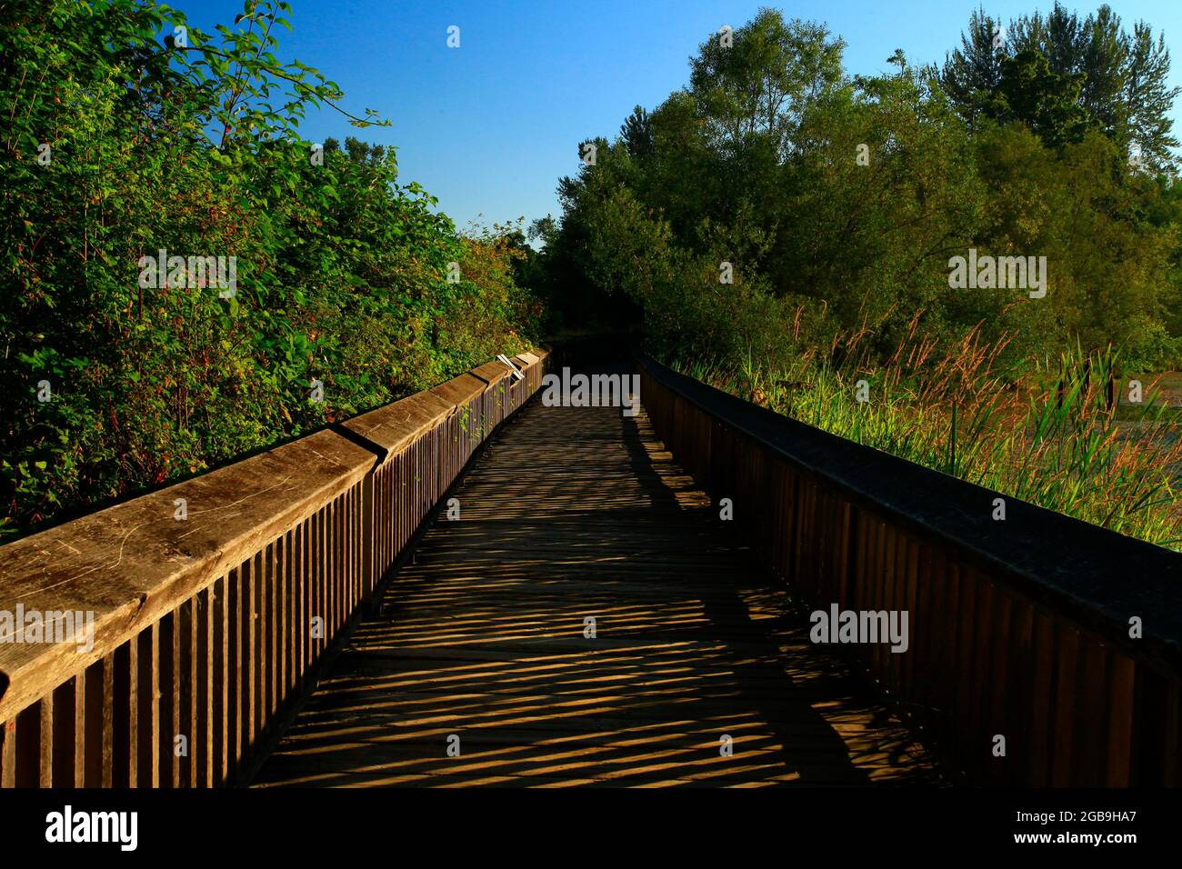 a picture of an Pacific Northwest forest path Stock Photo - Alamy