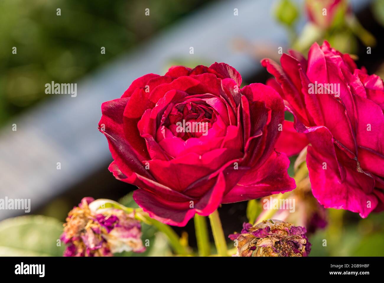 Munstead wood hi-res stock photography and images - Alamy