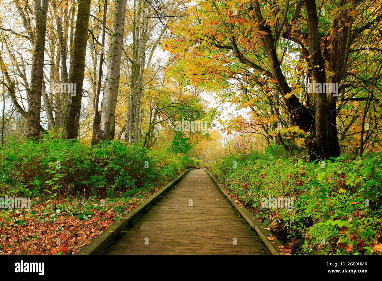 a picture of an Pacific Northwest forest path Stock Photo - Alamy