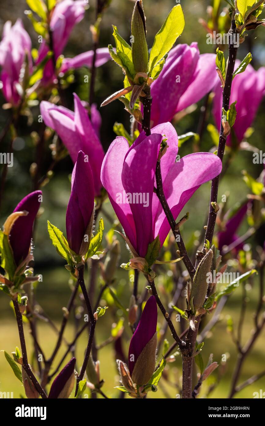 Magnolia Susan High Resolution Stock Photography and Images - Alamy