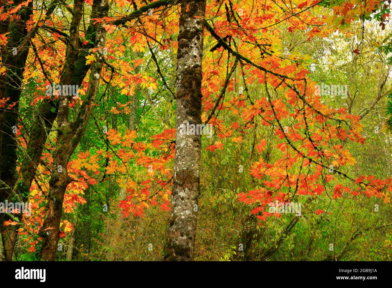 a exterior picture of an Pacific Northwest forest with Big leaf maple ...