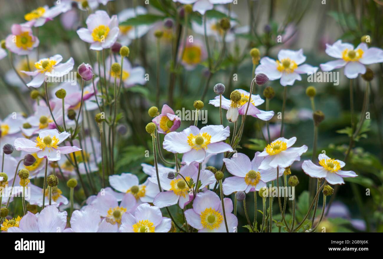 Pink flowers of Japanese anemone (Anemone hybrida) in a garden Stock ...