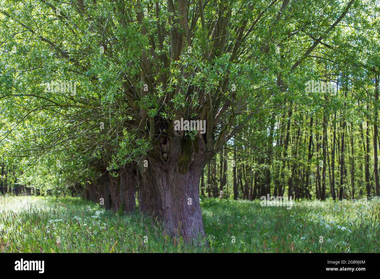 Salix caprea - willow grove. Spring Landscape with several willows grow ...