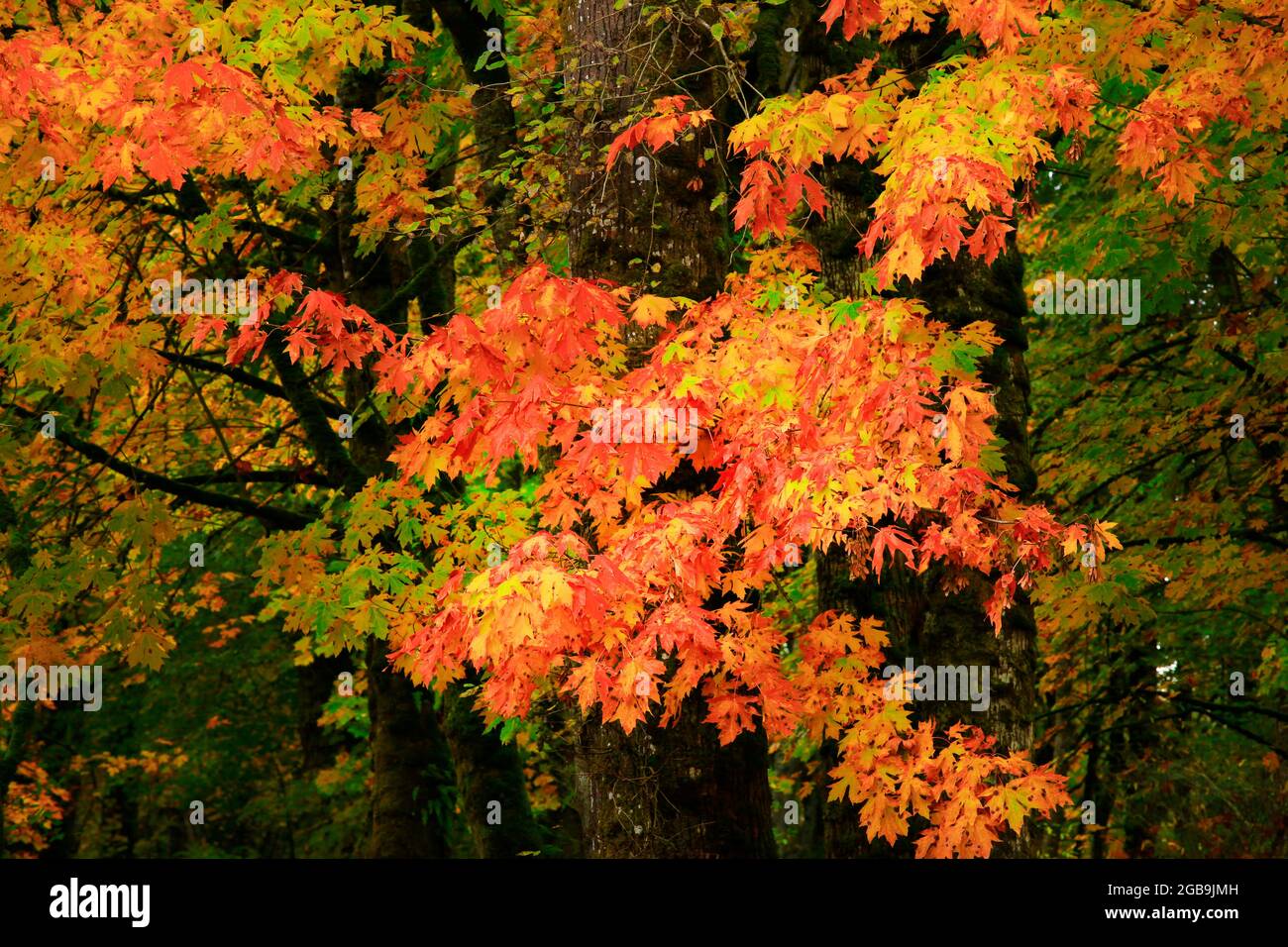 a exterior picture of an Pacific Northwest forest with Big leaf maple ...