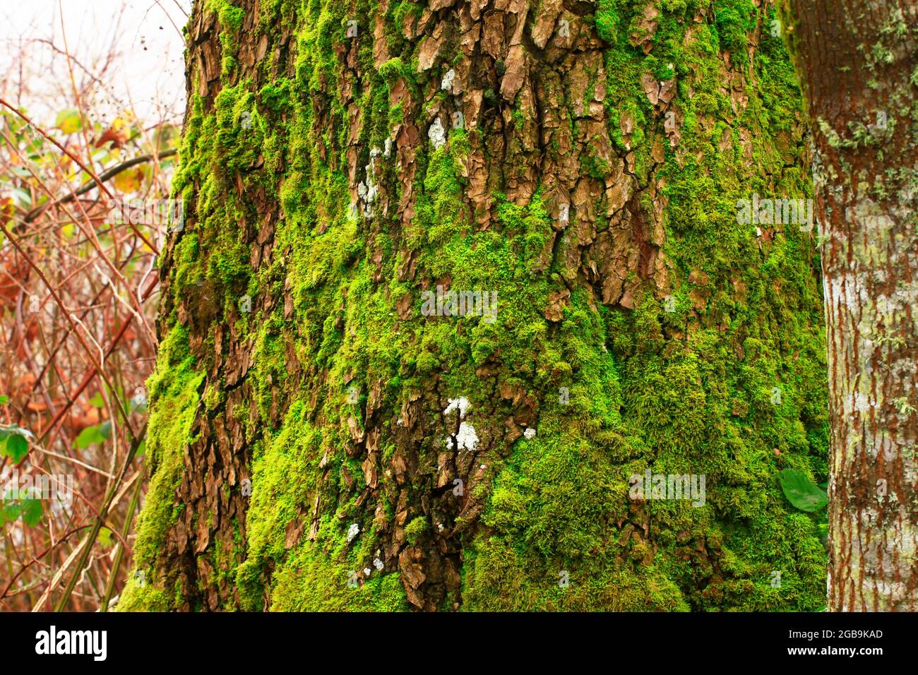 a exterior picture of an Pacific Northwest forest with Big leaf maple ...