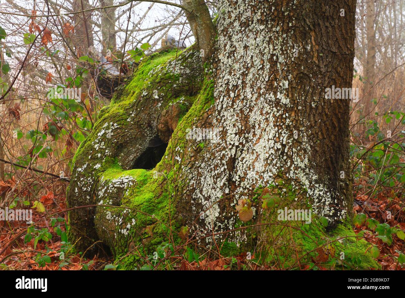 a exterior picture of an Pacific Northwest forest with Big leaf maple ...