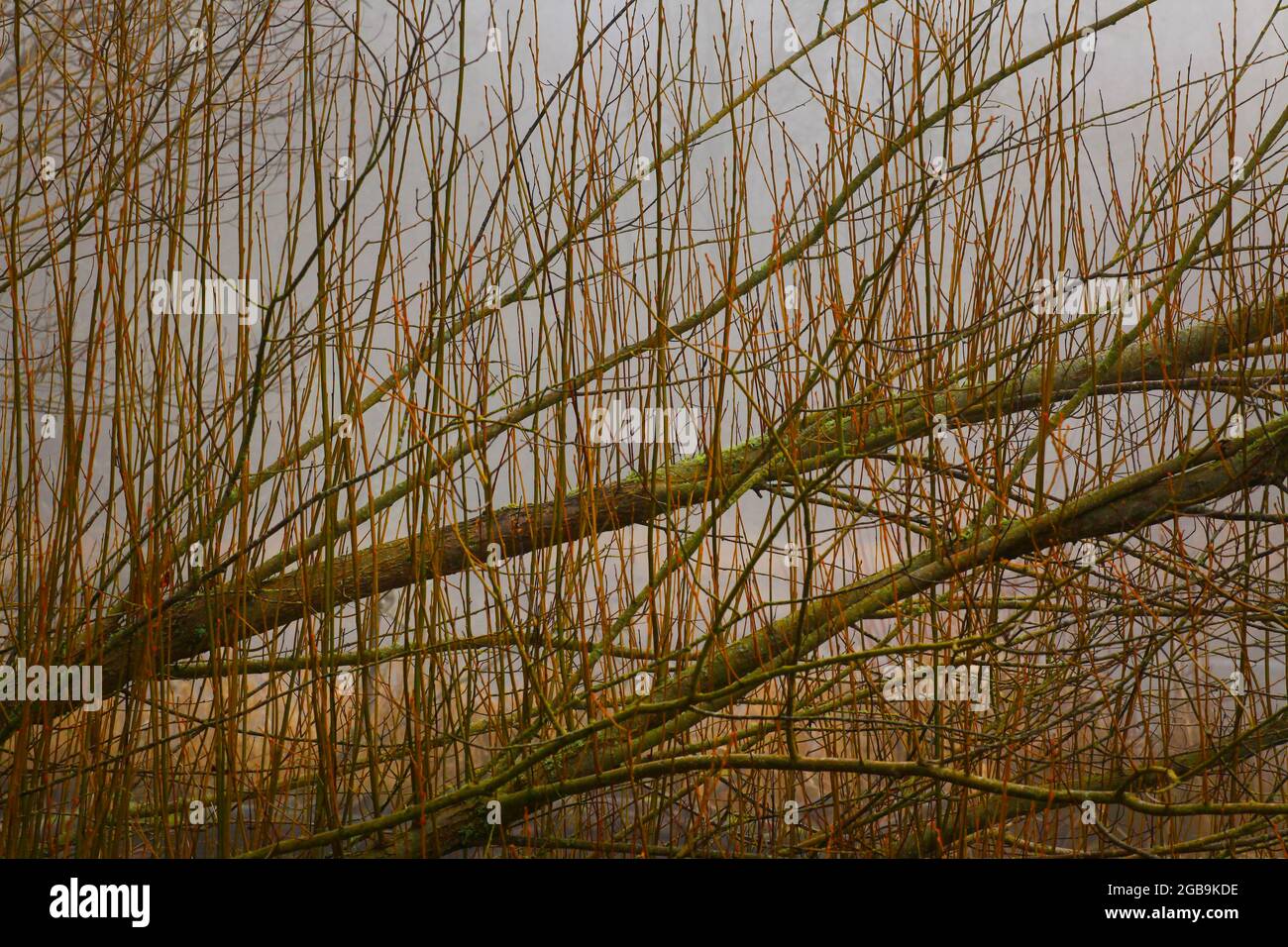a exterior picture of an Pacific Northwest wetlands and Red willow ...