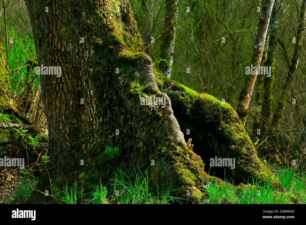 a exterior picture of an Pacific Northwest forest with Big leaf maple ...