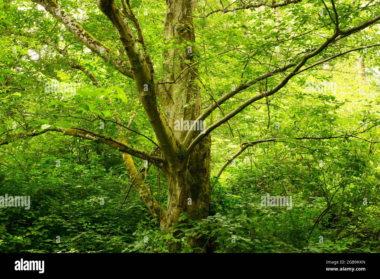 a exterior picture of an Pacific Northwest forest and wetlands with Red ...