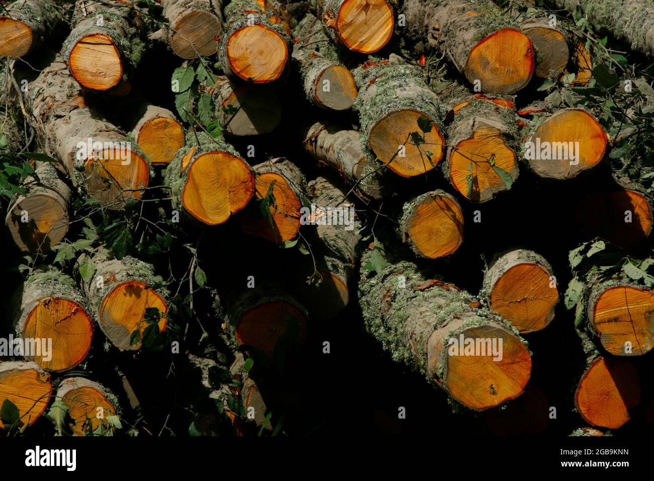 a exterior picture of an Pacific Northwest forest with Red willow trees ...