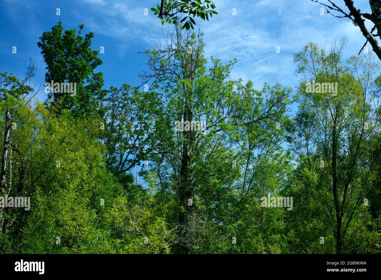 a exterior picture of an Pacific Northwest forest and wetlands with Red ...