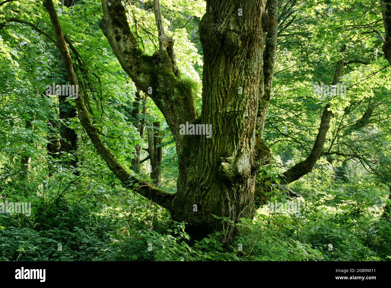 a exterior picture of an Pacific Northwest forest with Big leaf maple ...
