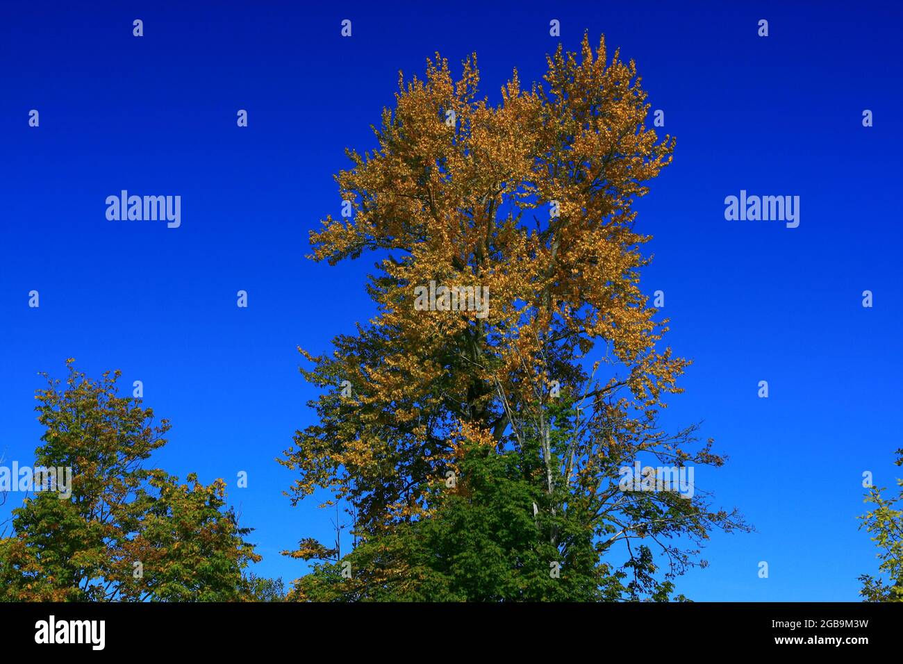 a exterior picture of an Pacific Northwest forest with old growth ...