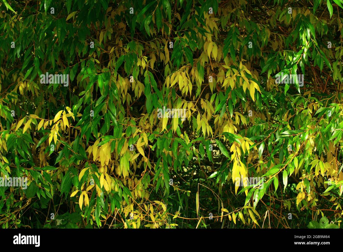 a exterior picture of an Pacific Northwest wetlands and Red willow ...