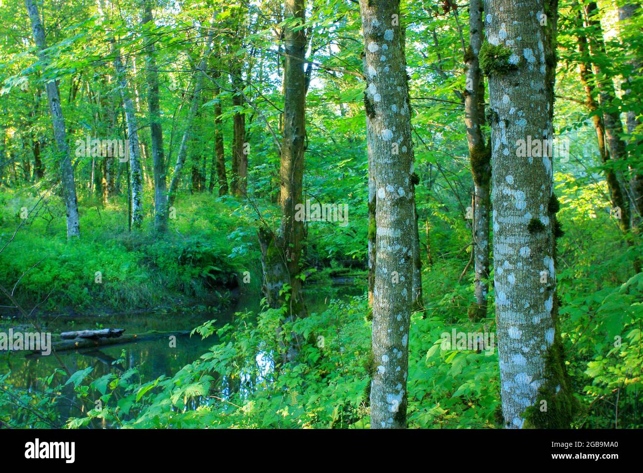 a exterior picture of an Pacific Northwest wetlands with Red alder ...