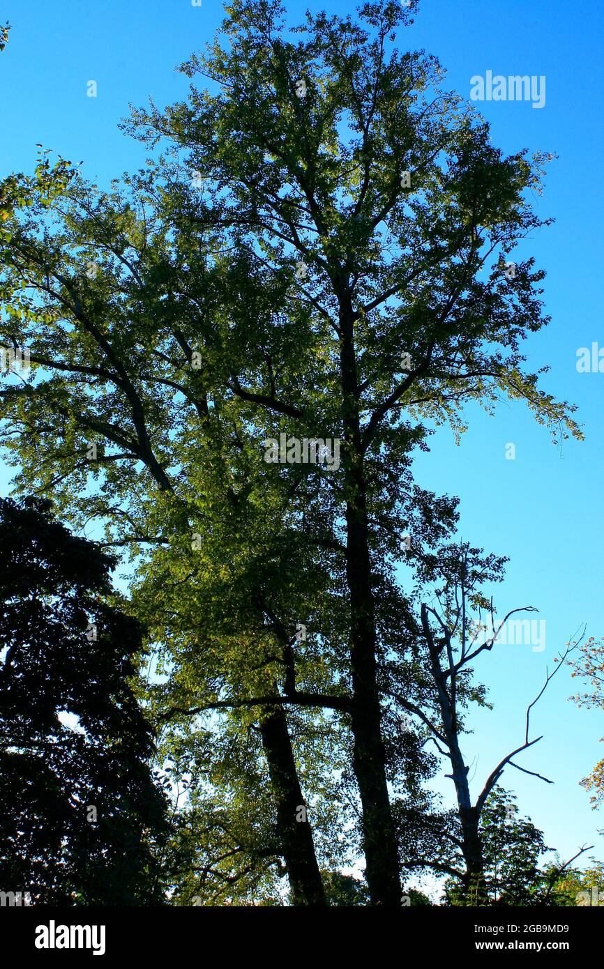 a exterior picture of an Pacific Northwest forest with old growth ...