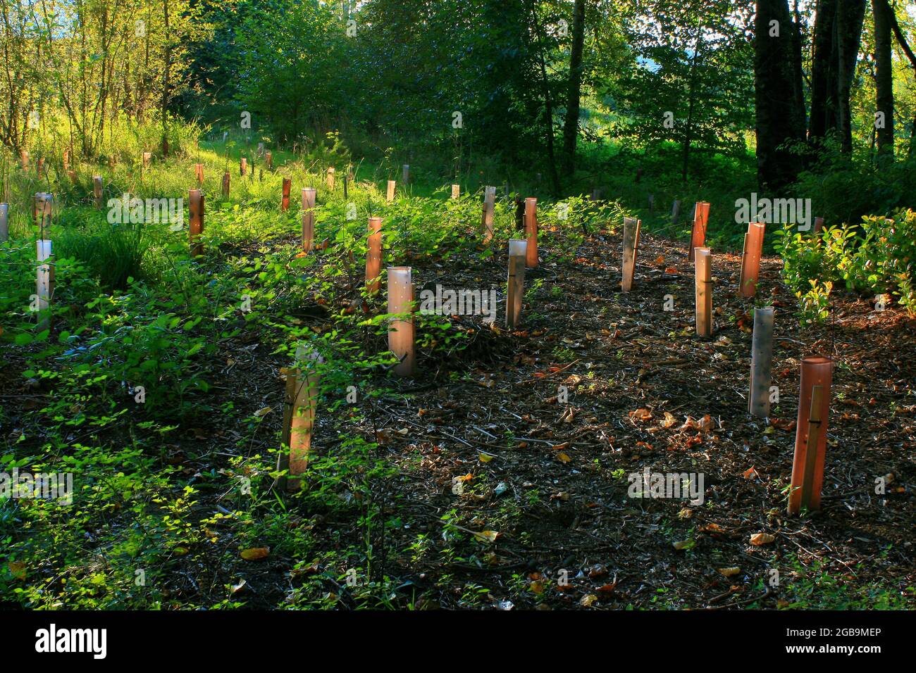 a exterior picture of an Pacific Northwest forest with newly plants ...