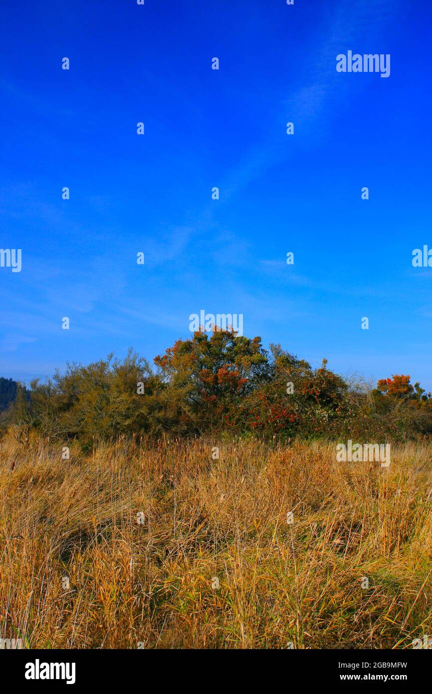 a exterior picture of an Pacific Northwest wetlands and Huckleberry ...