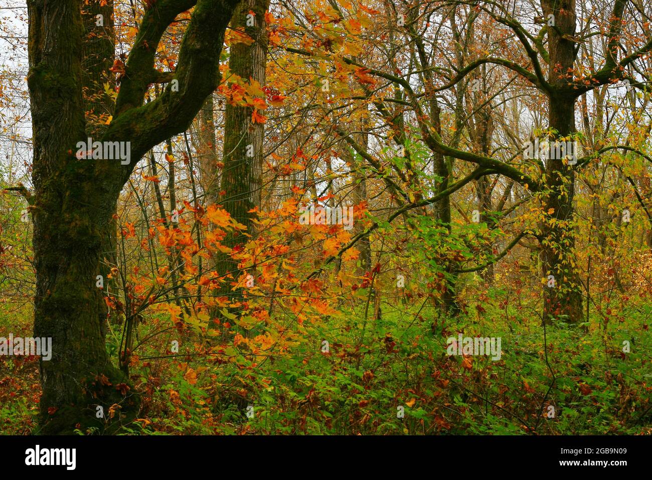 a exterior picture of an Pacific Northwest forest in fall season Stock ...